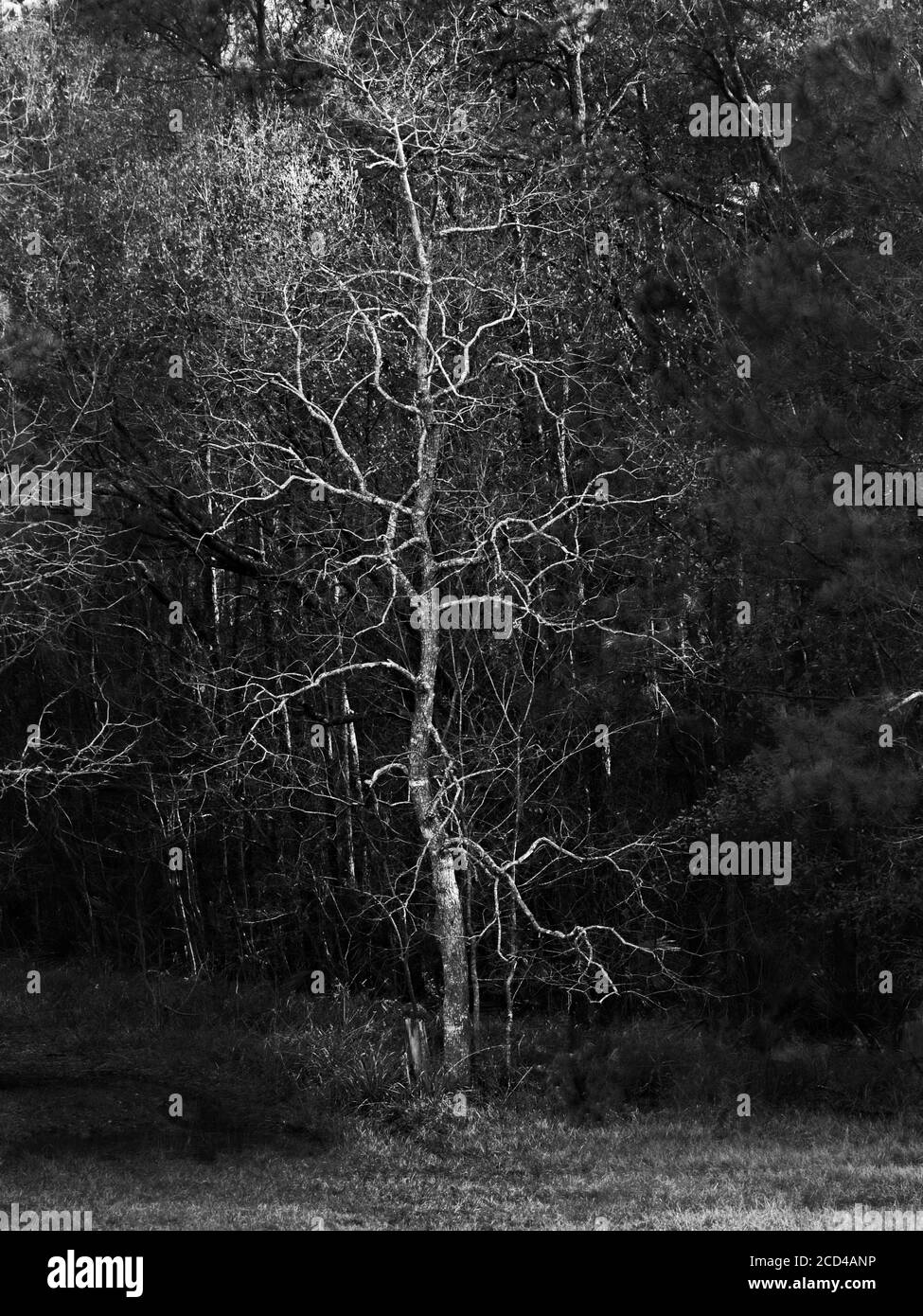 Big tree in open field hi-res stock photography and images - Alamy