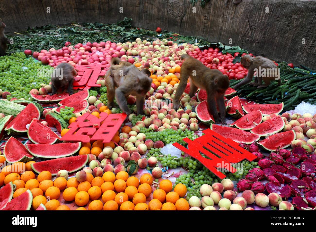 Macaques eat fruit made of fruits catring to macaques' tast including ...