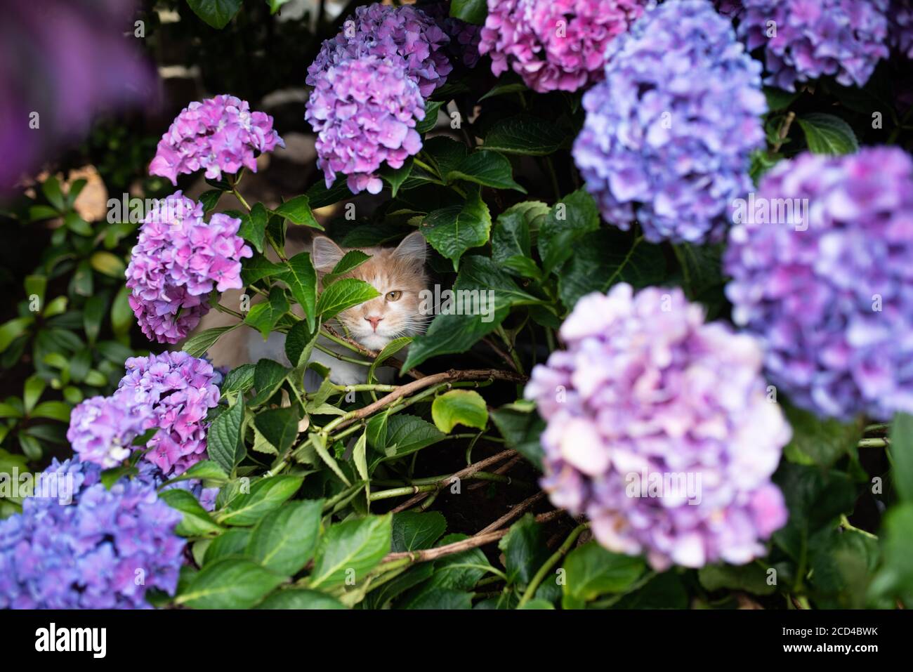 young cream tabby white ginger maine coon cat hiding under hydrangea ...
