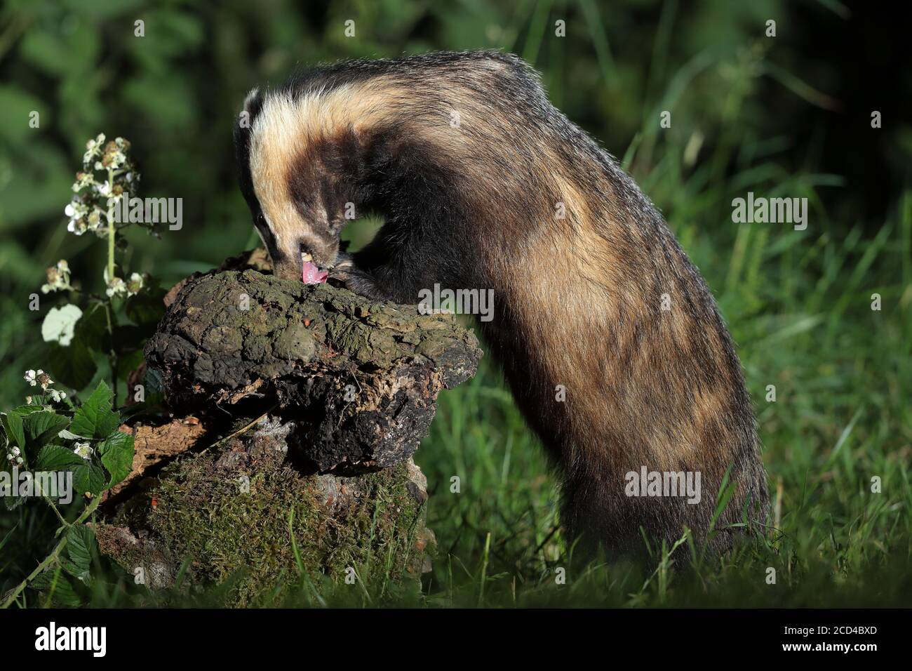 The European badger, also known as the Eurasian badger, is a badger ...