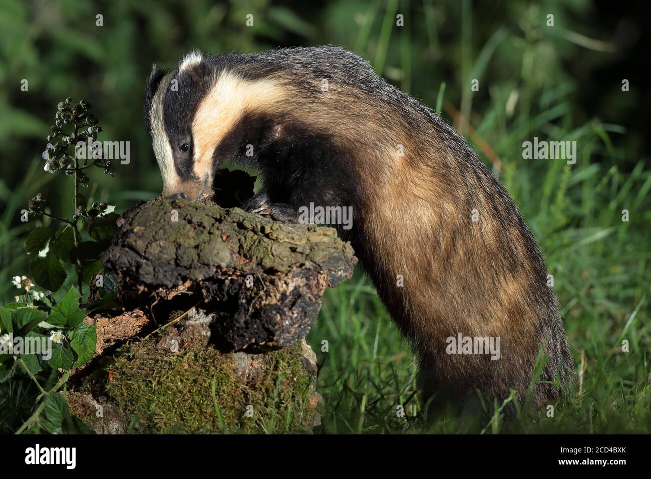 The European badger, also known as the Eurasian badger, is a badger ...