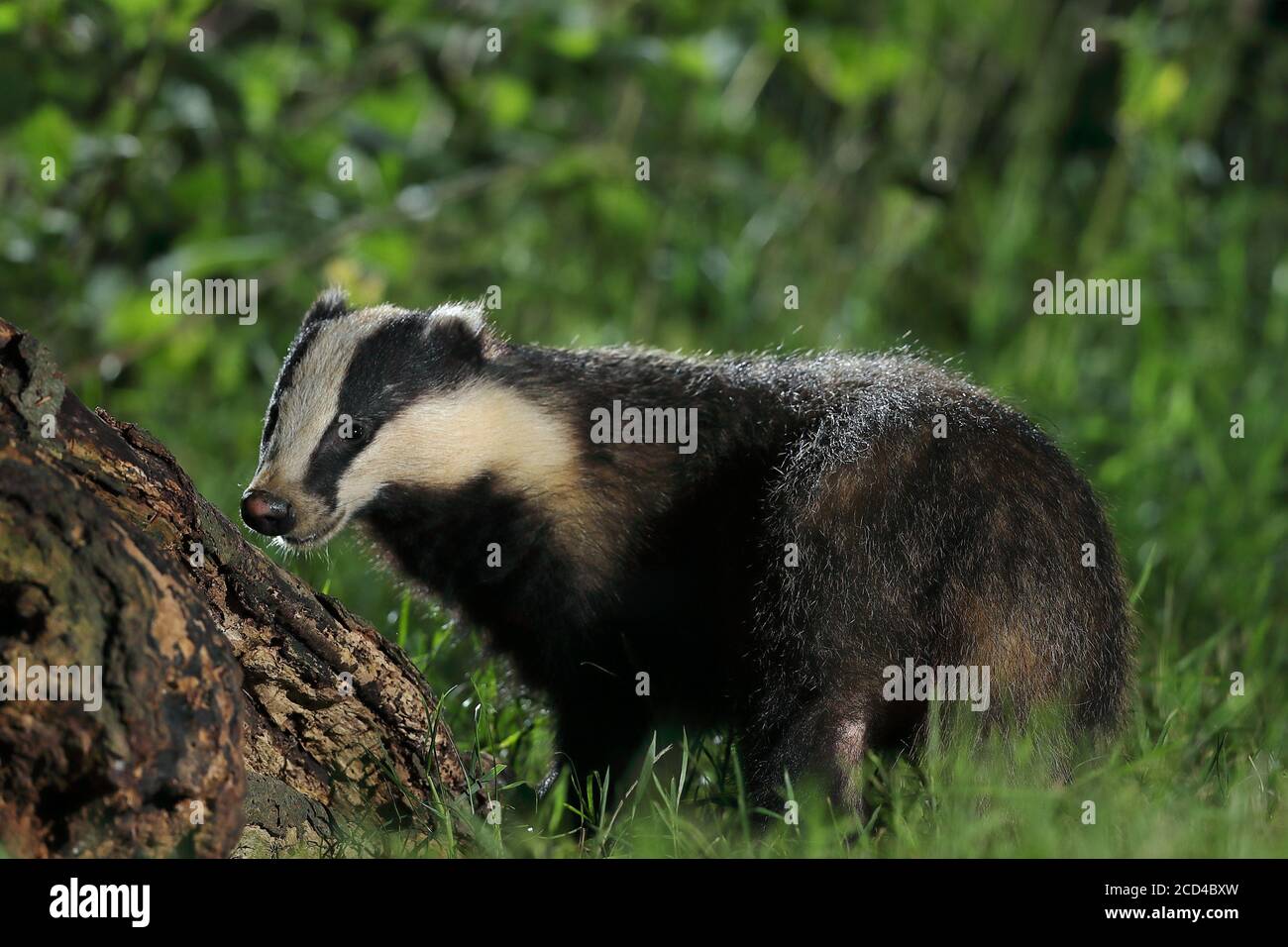 The European badger, also known as the Eurasian badger, is a badger ...