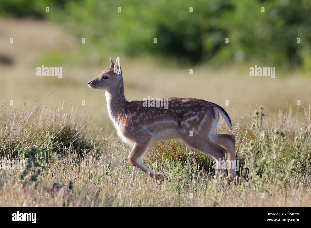 The fallow deer is a species of ruminant mammal belonging to the family ...