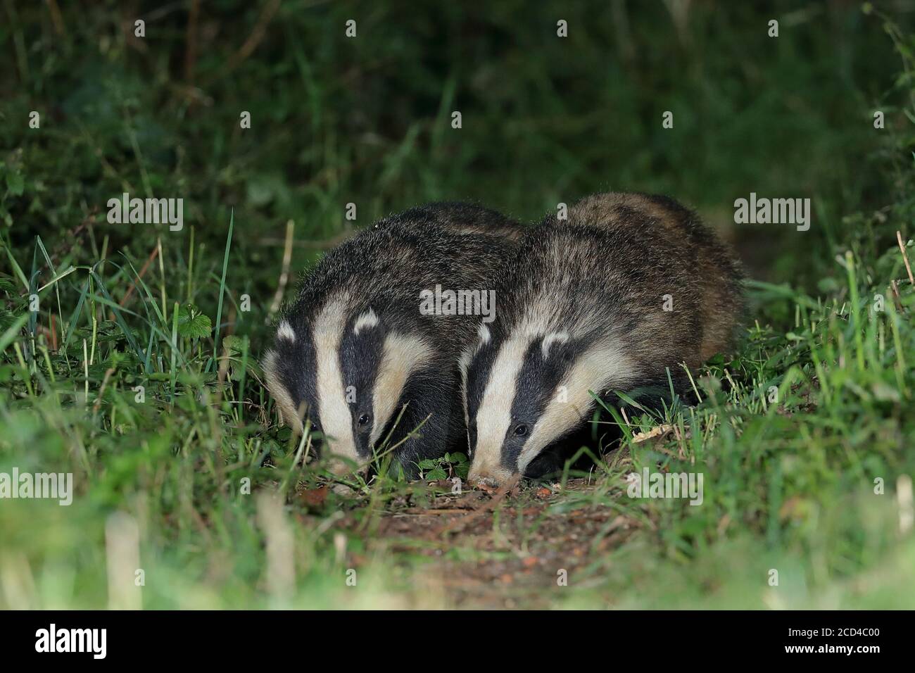 The European badger, also known as the Eurasian badger, is a badger ...