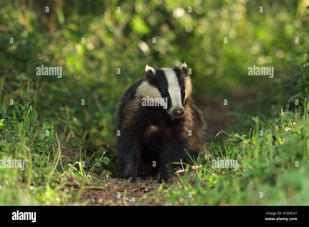 The European badger, also known as the Eurasian badger, is a badger ...