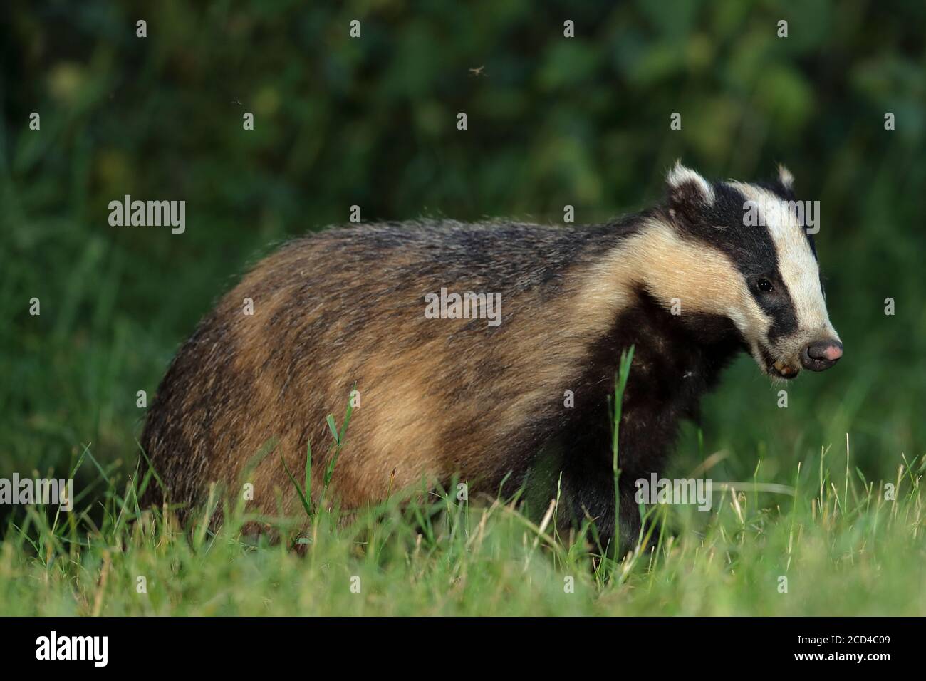 The European badger, also known as the Eurasian badger, is a badger ...