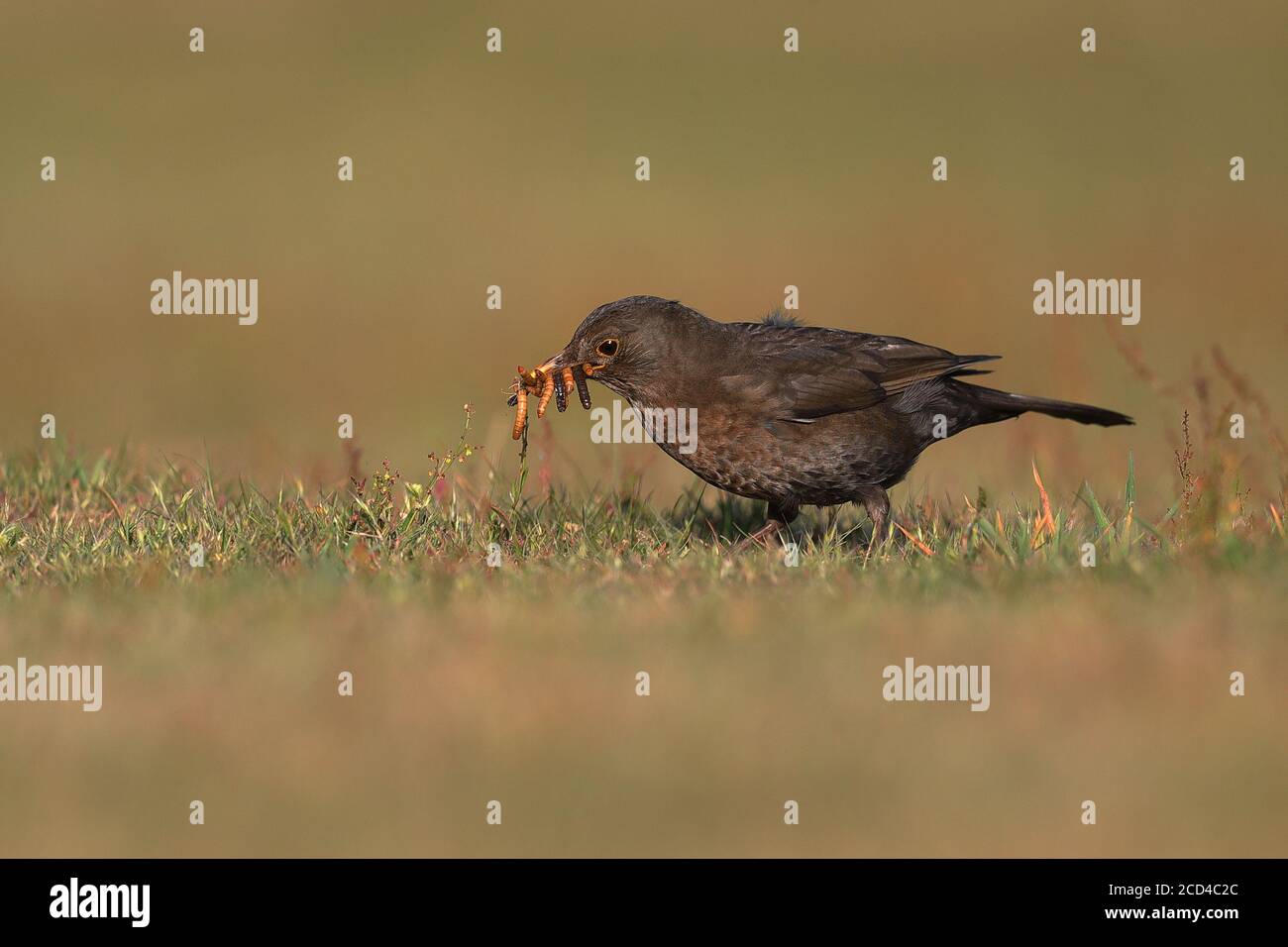 The common blackbird is a species of true thrush. It is also called the ...