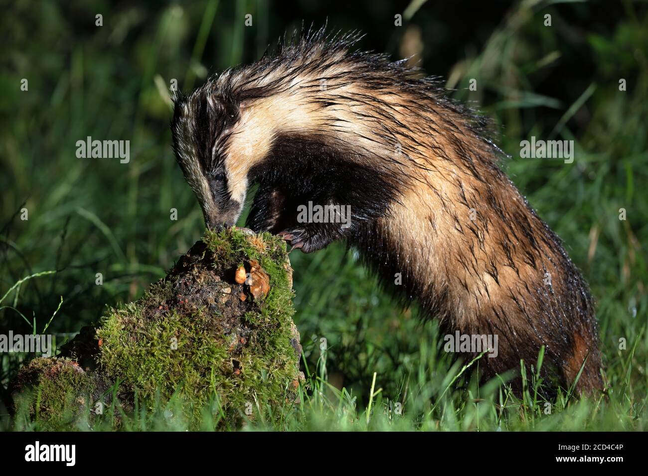 The European badger, also known as the Eurasian badger, is a badger ...