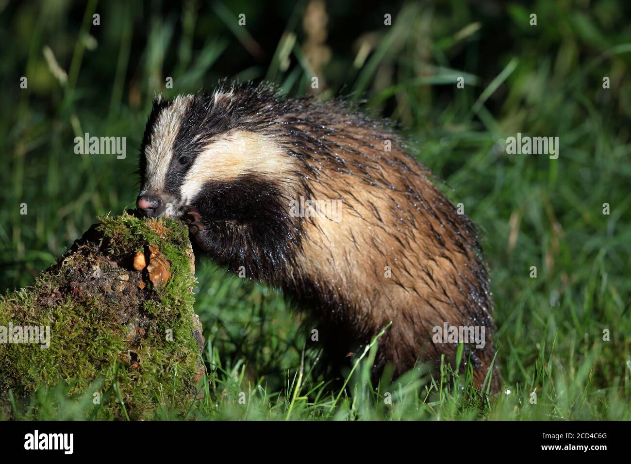 The European badger, also known as the Eurasian badger, is a badger ...