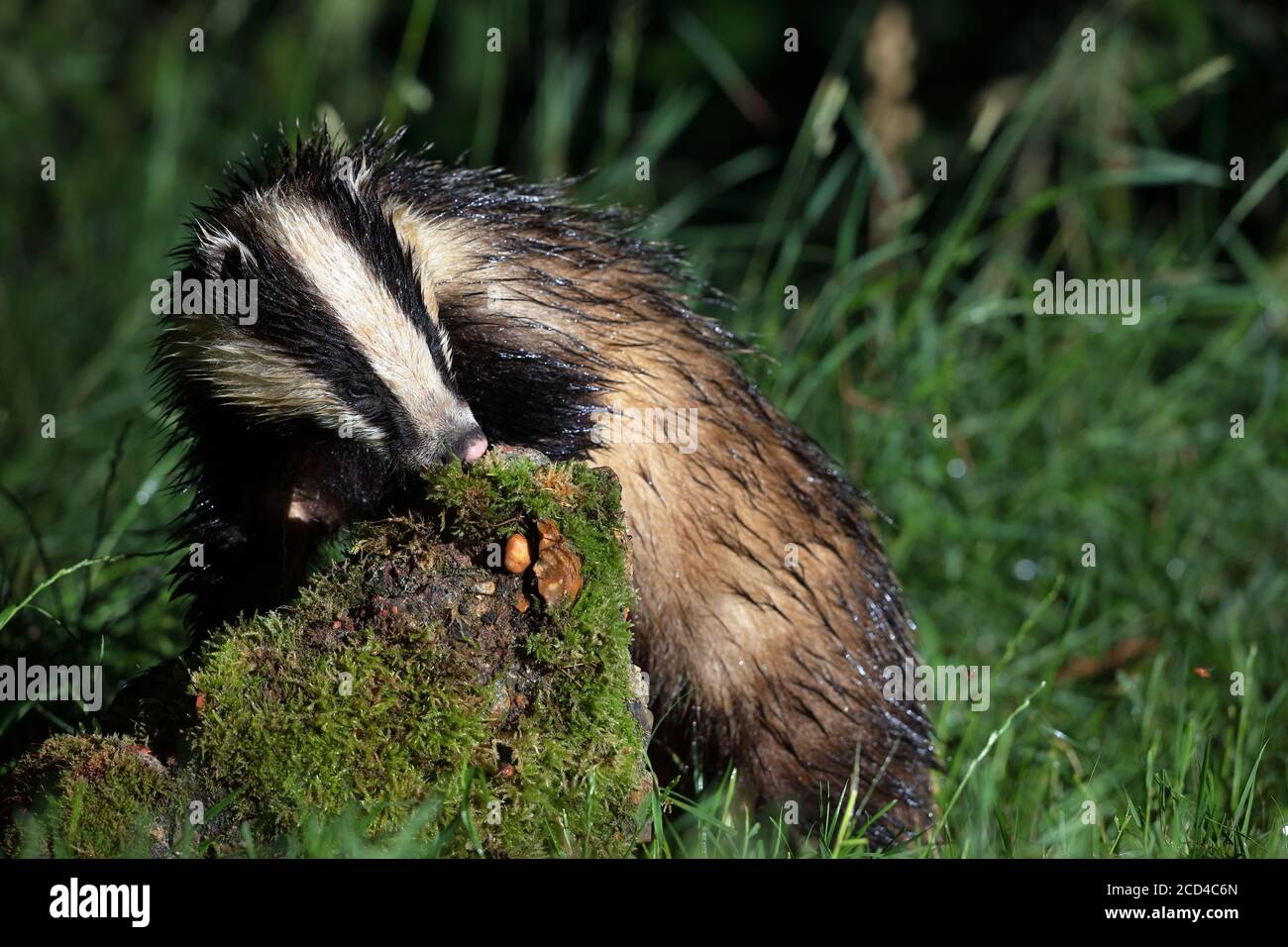 The European badger, also known as the Eurasian badger, is a badger ...