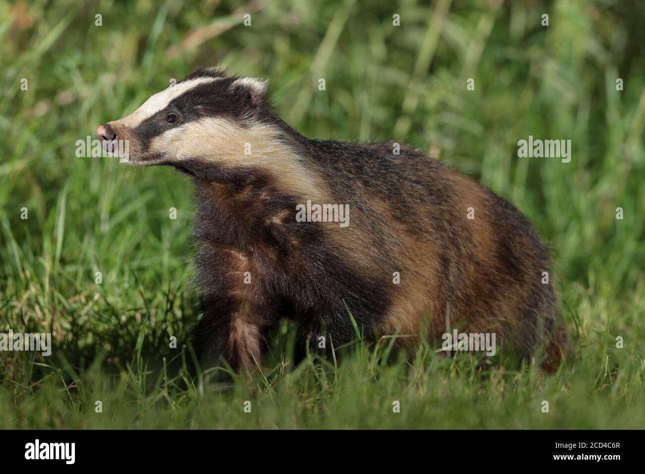 The European badger, also known as the Eurasian badger, is a badger ...