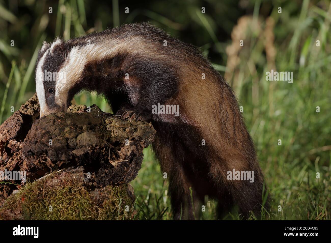 The European badger, also known as the Eurasian badger, is a badger ...