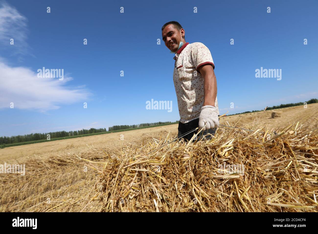 A farmer uploads hay to a truck during competition at a field in ...