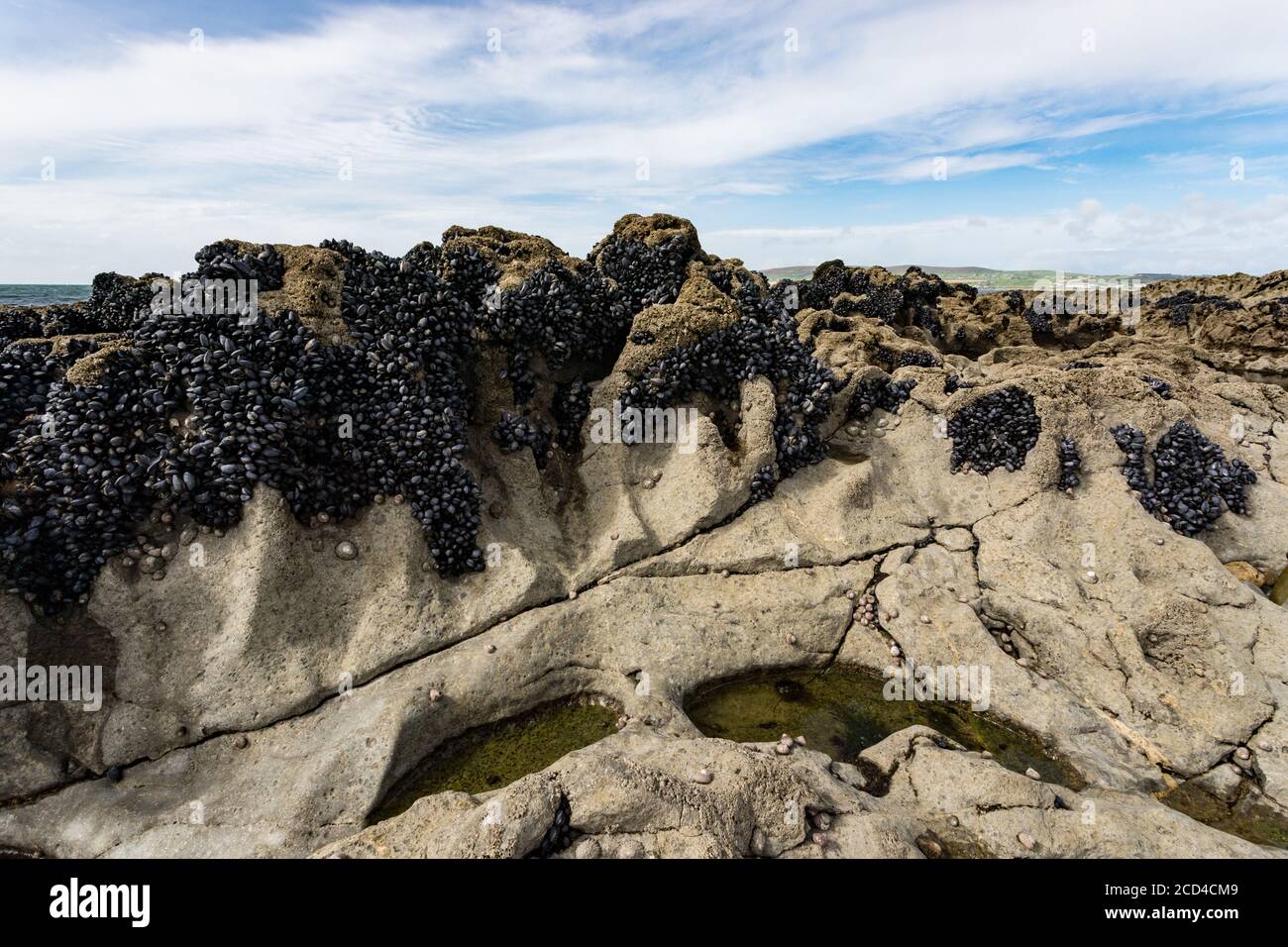 Wild blue mussels, (Mytilus edulis) growing on rocky west coast of ...