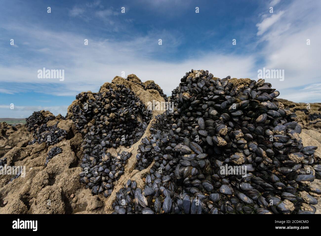 Wild blue mussels, (Mytilus edulis) growing on rocky west coast of ...