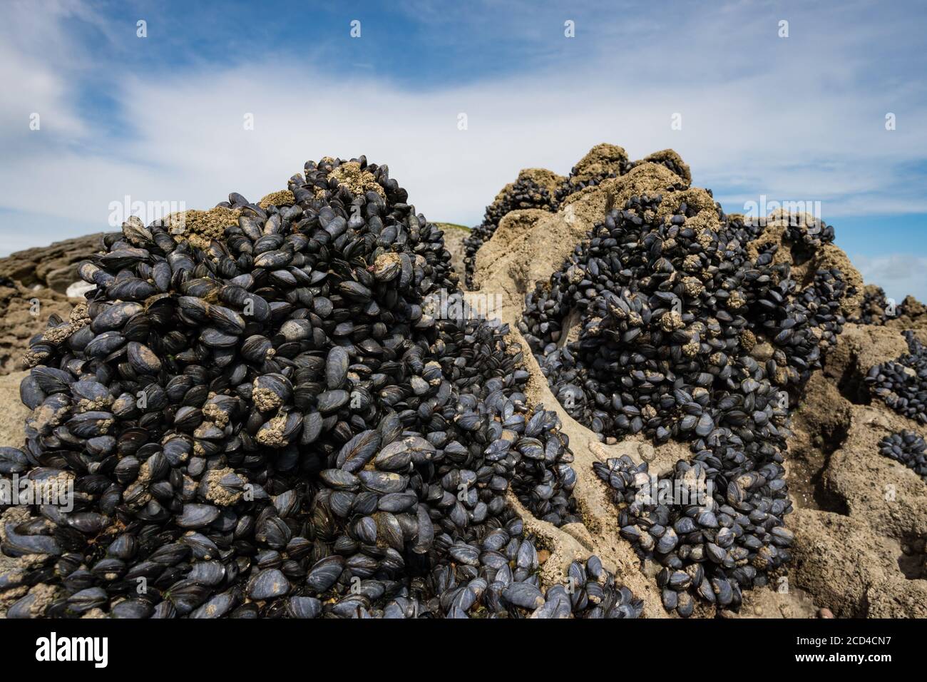 Wild blue mussels, (Mytilus edulis) growing on rocky west coast of ...