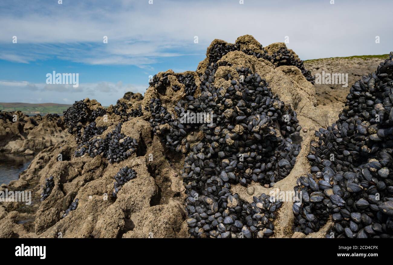 Wild blue mussels, (Mytilus edulis) growing on rocky west coast of ...