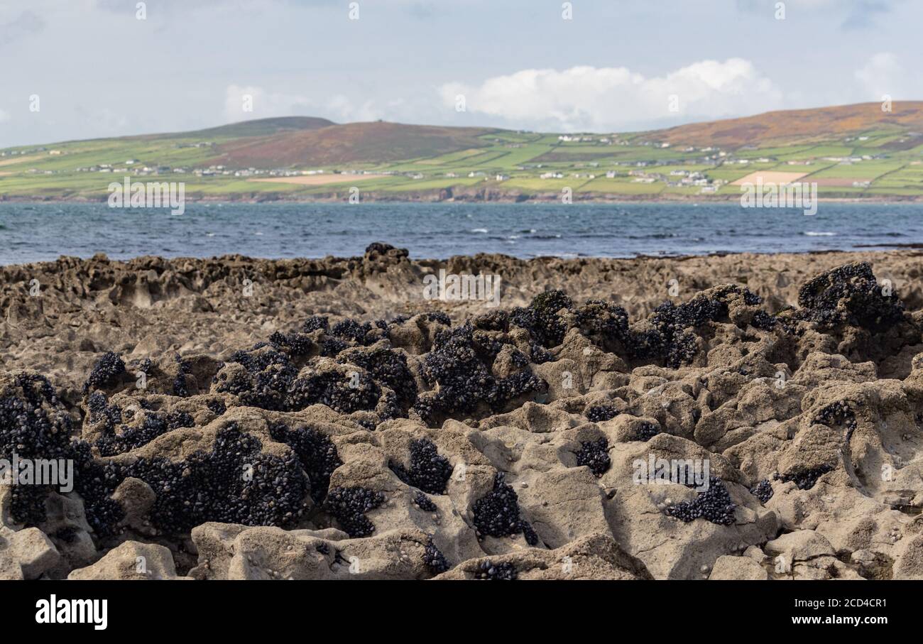 Wild blue mussels, (Mytilus edulis) growing on rocky west coast of ...