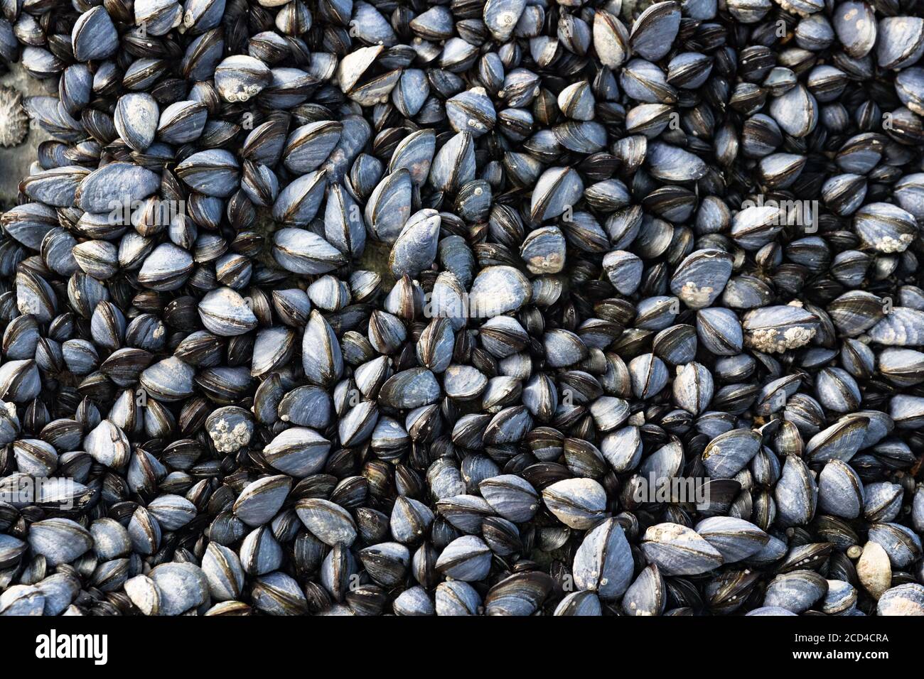 Wild blue mussels, (Mytilus edulis) growing on rocky west coast of ...