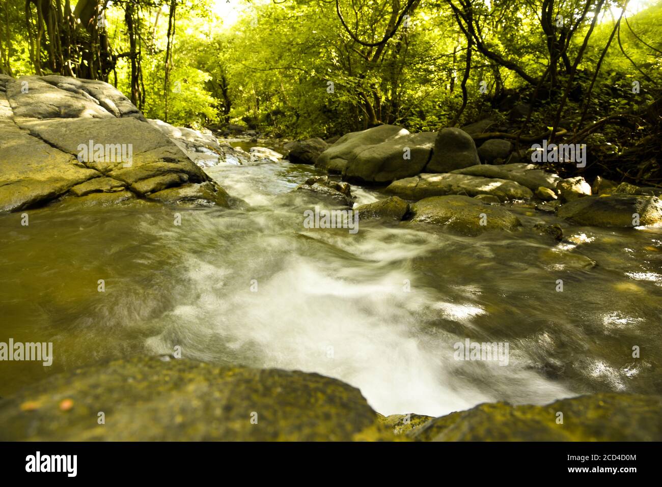 Forest spring landscape wallpaper and background Stock Photo - Alamy