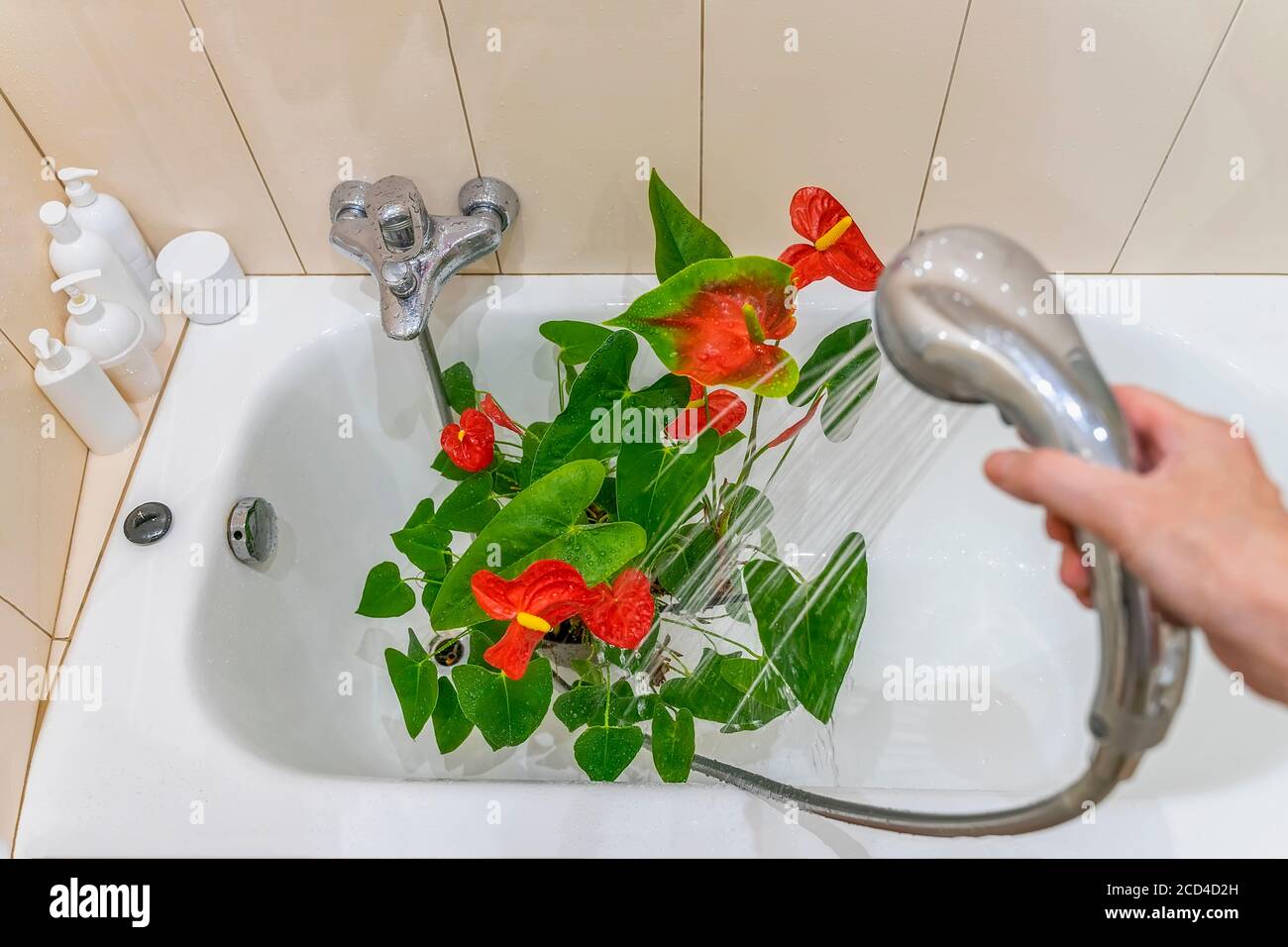 Potted plants bath hi-res stock photography and images - Alamy