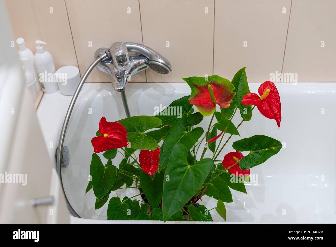 Potted flowers are washed in the bath at home Stock Photo - Alamy