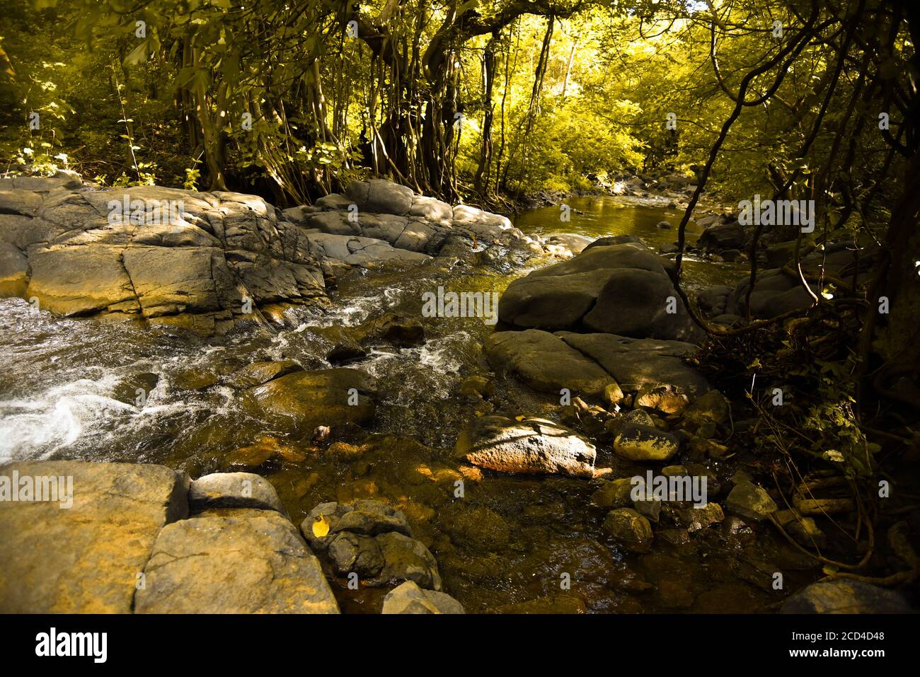 beauty of autumn forest landscape of tree , rock and river Stock Photo ...