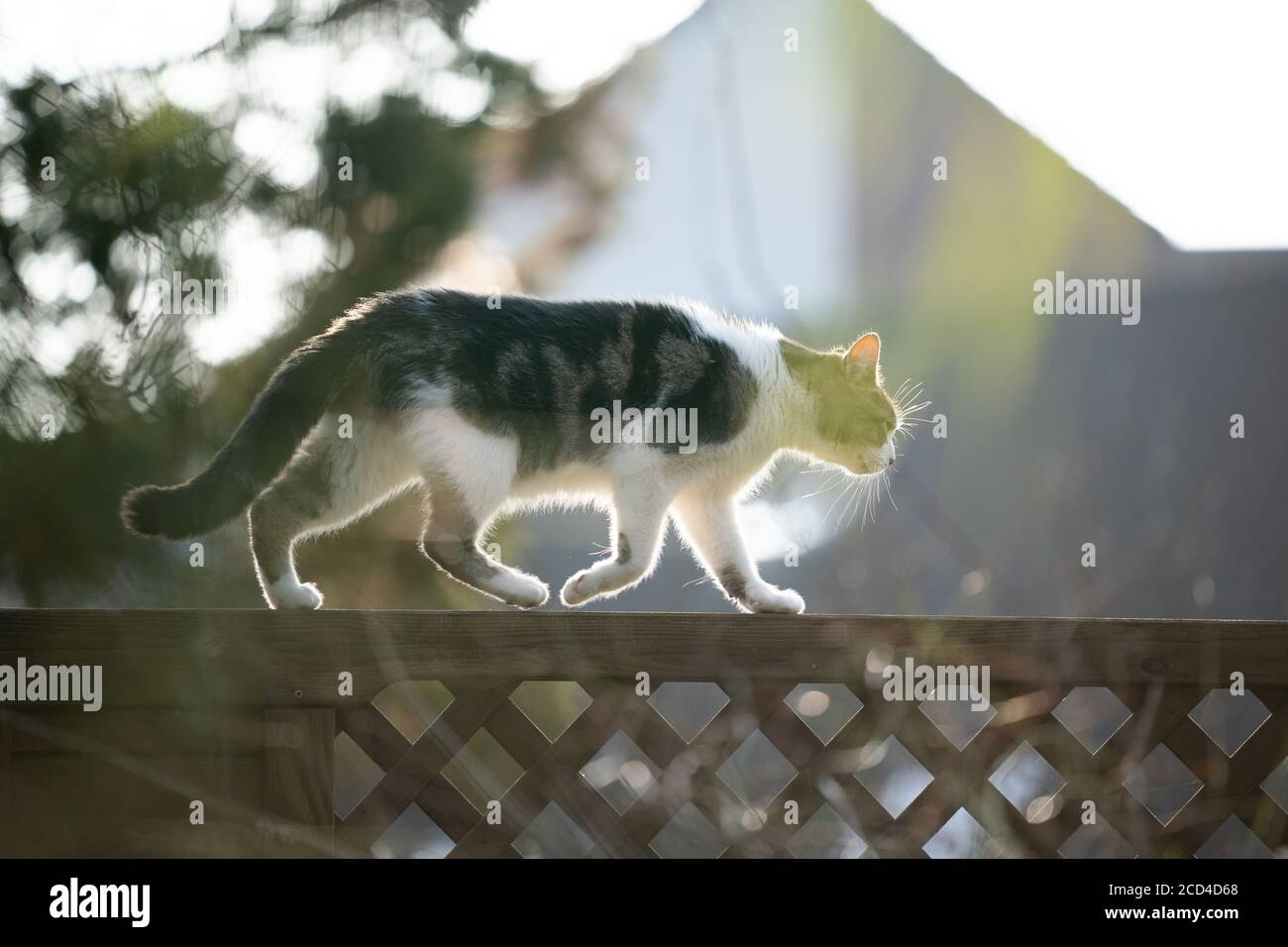 stray cat walking on fence outdoors in the back yard Stock Photo - Alamy