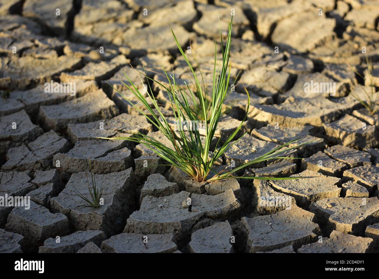 View of a farmland drying up in Jiaji town, Qionghai city, south China ...