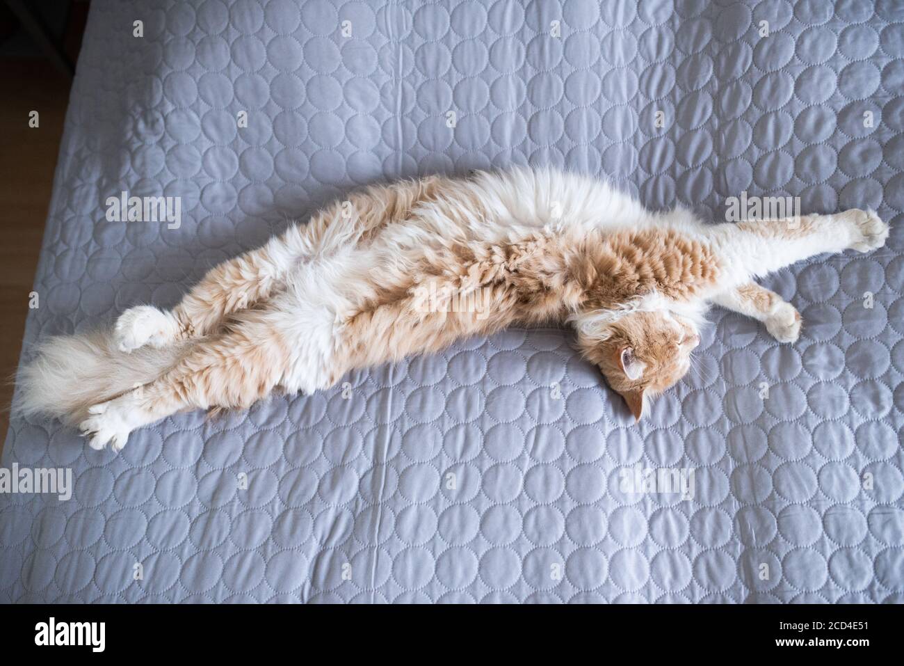 young cream tabby white ginger maine coon cat lying on back on the bed ...