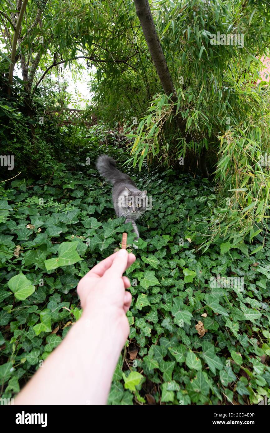 human hand holding treat to lure or attract young blue tabby maine coon ...
