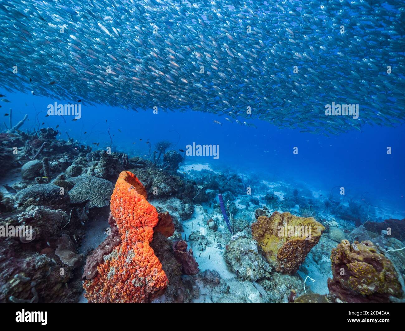 Bait ball / school of fish in turquoise water of coral reef in ...