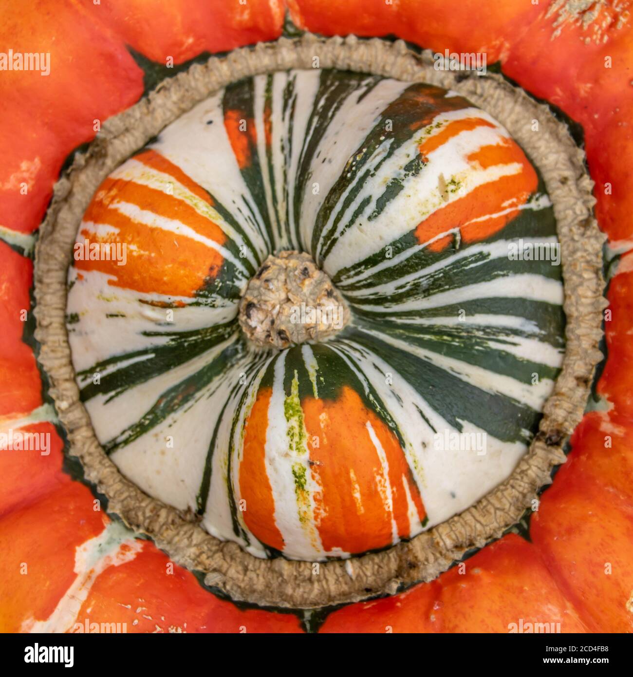 pumpkin ripe and ready to be carved for halloween Stock Photo - Alamy