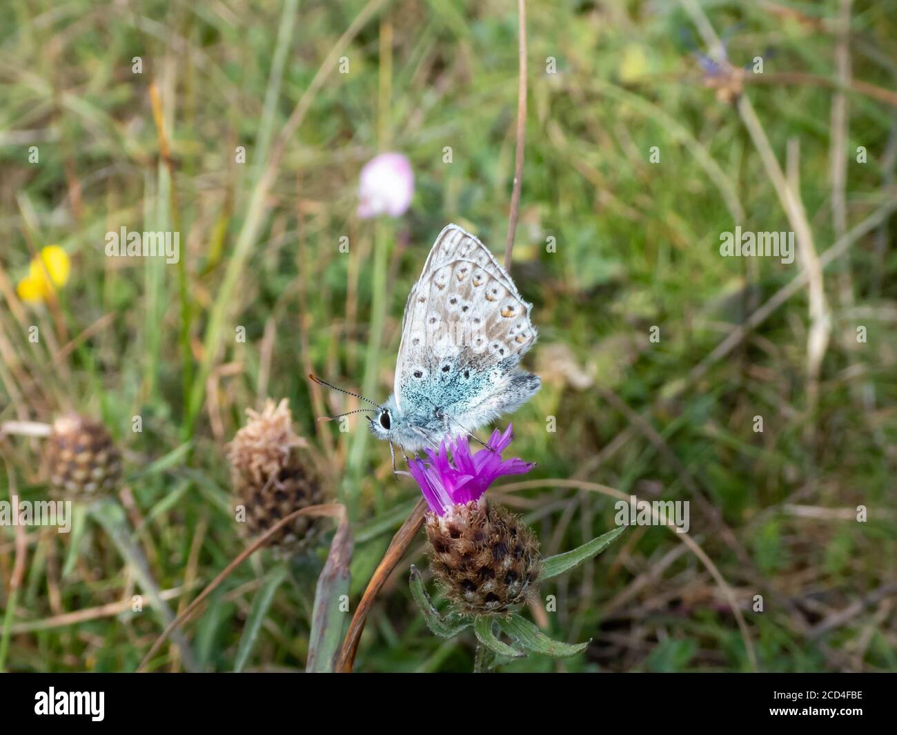 Chalk Hill Blue Butterfly gathering nectar from a thistle Stock Photo ...