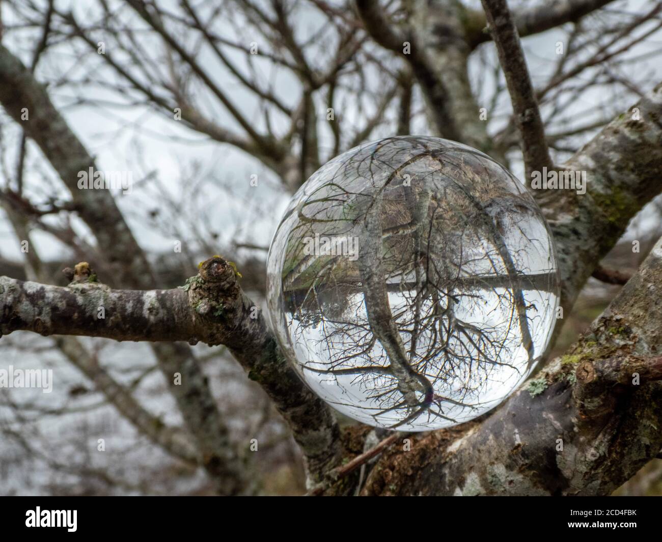 tree by the river reflected upside down in a crystal ball Stock Photo ...