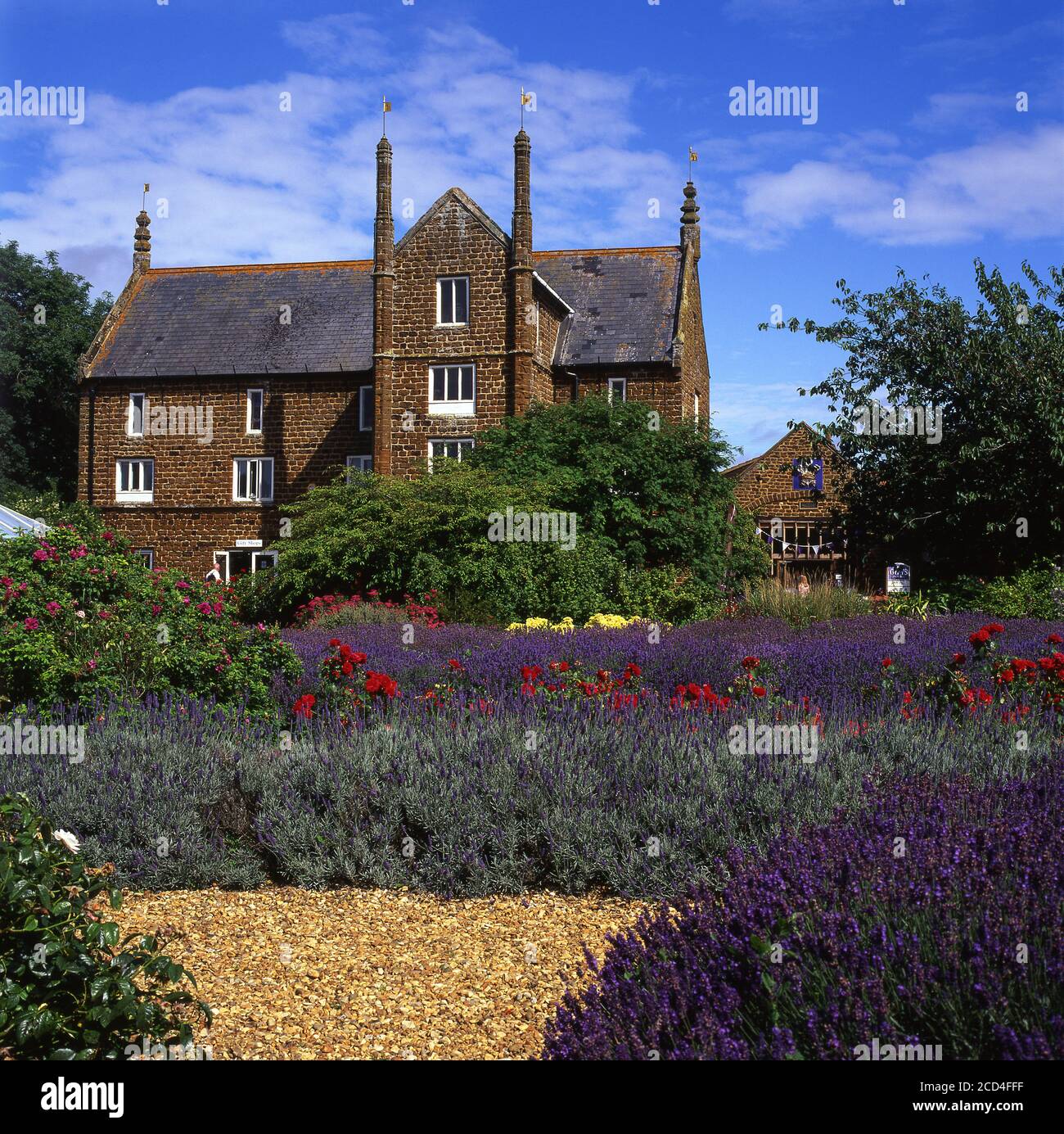 Norfolk Lavender at Heacham is England's oldest lavender farm has ...