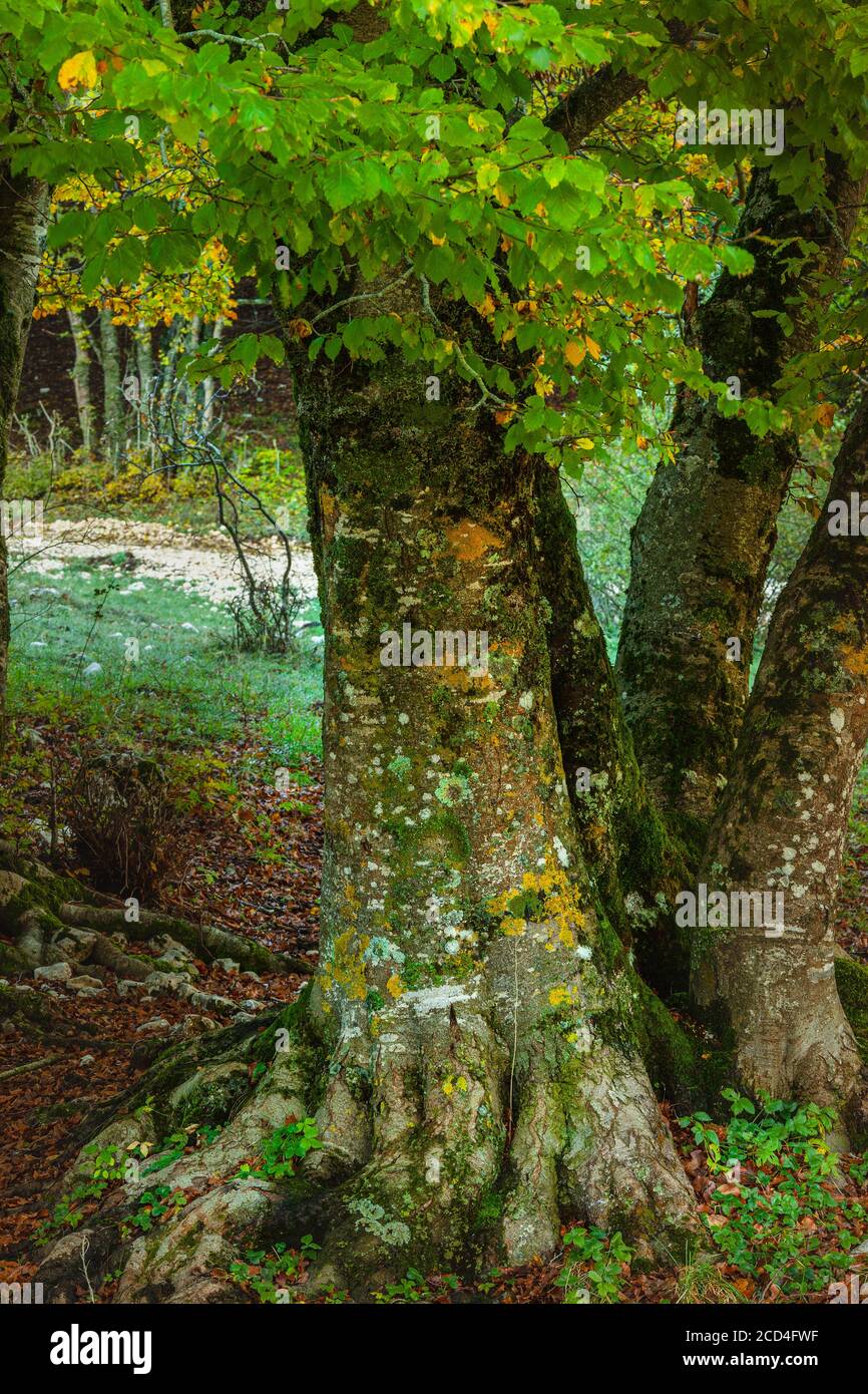Beech tree bark hi-res stock photography and images - Alamy