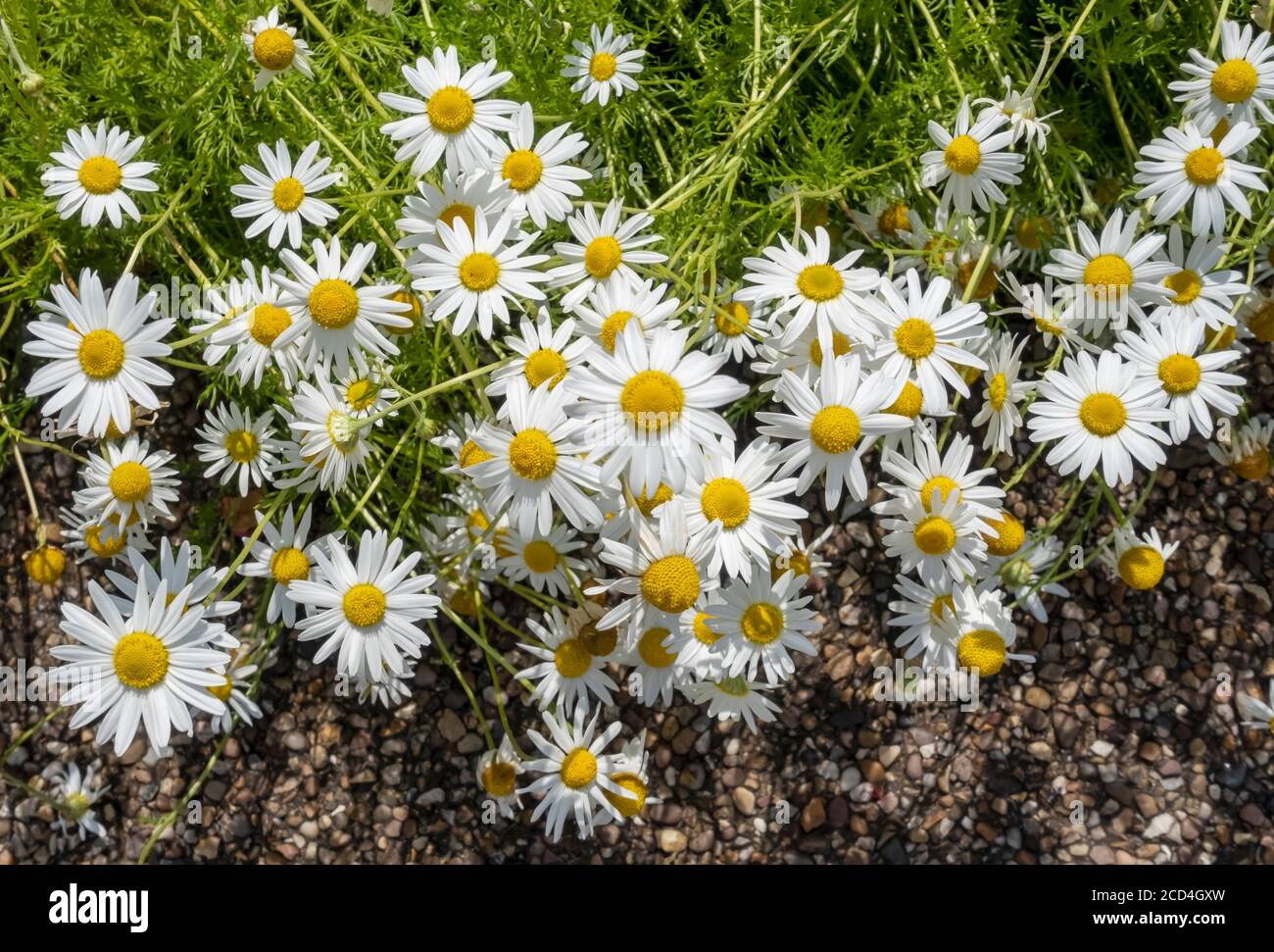 Close up of white camomile daisy chamomile herb flowers on edge of path ...