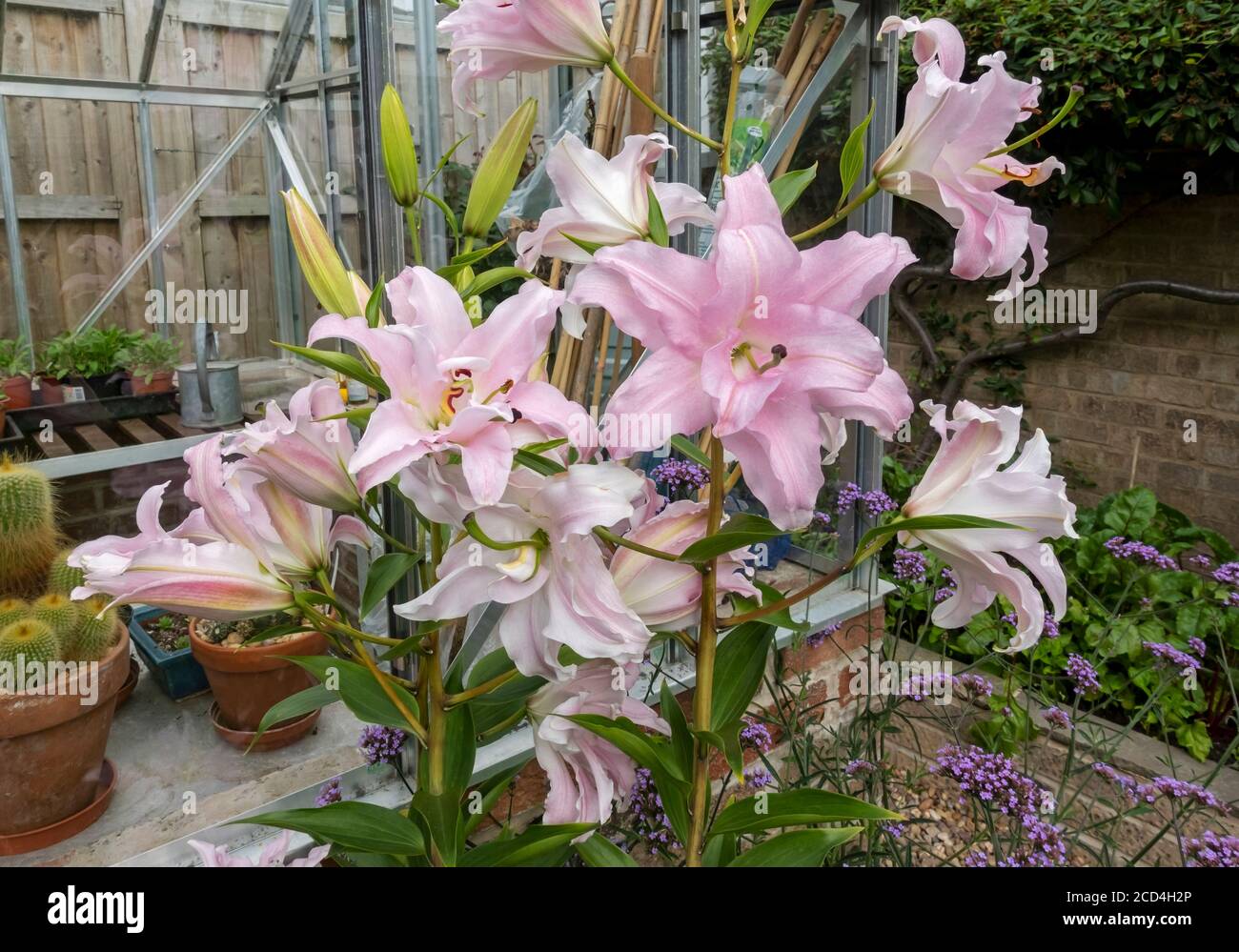 Garden lilies hi-res stock photography and images - Alamy