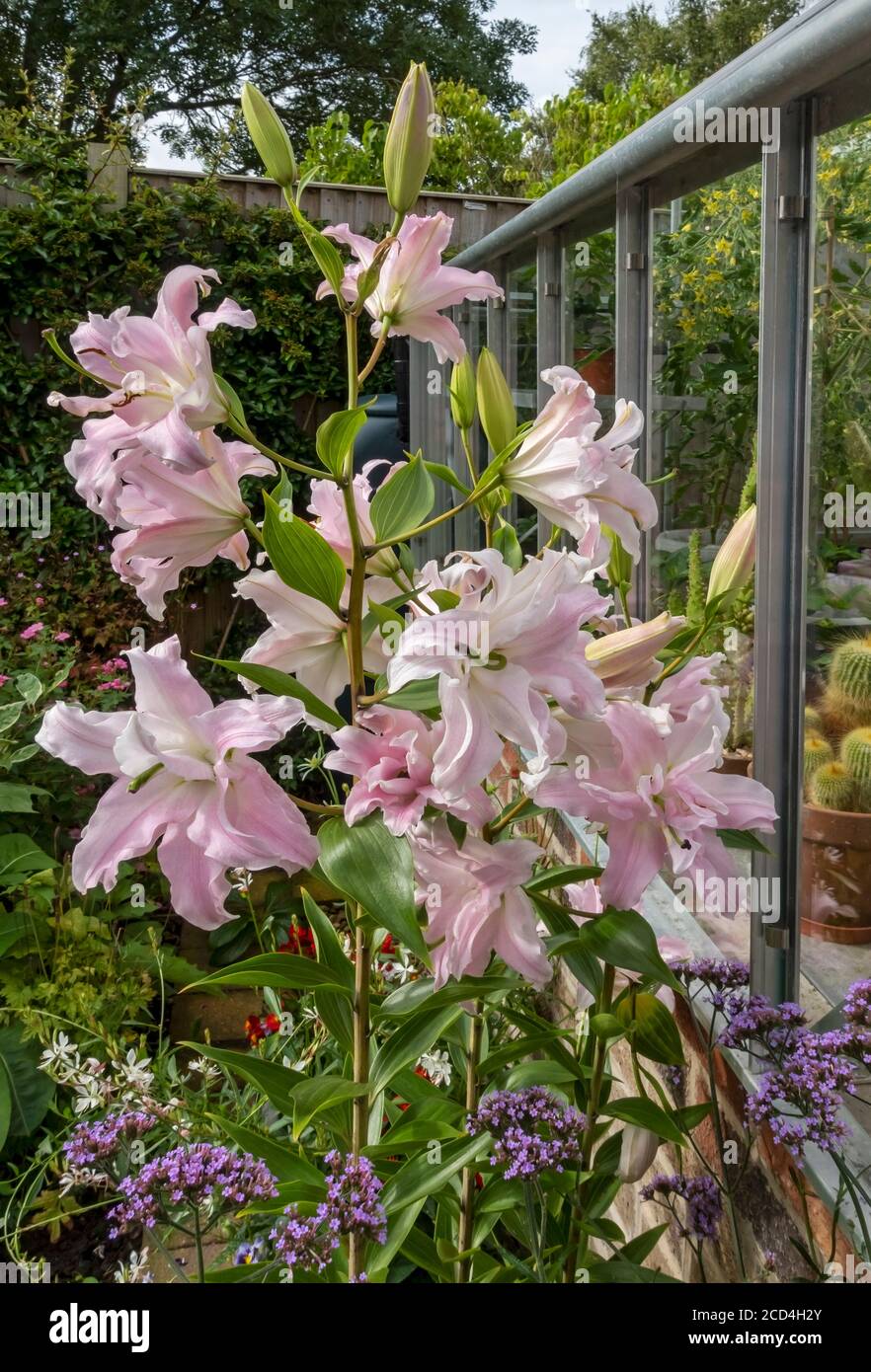 Close up of pink lily lilies flowers flower flowering growing outside ...