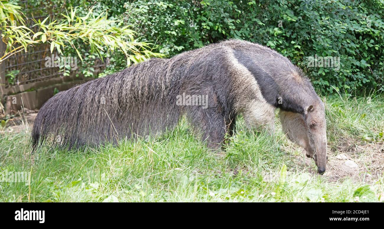 Giant ant eater walking and looking for something Stock Photo - Alamy