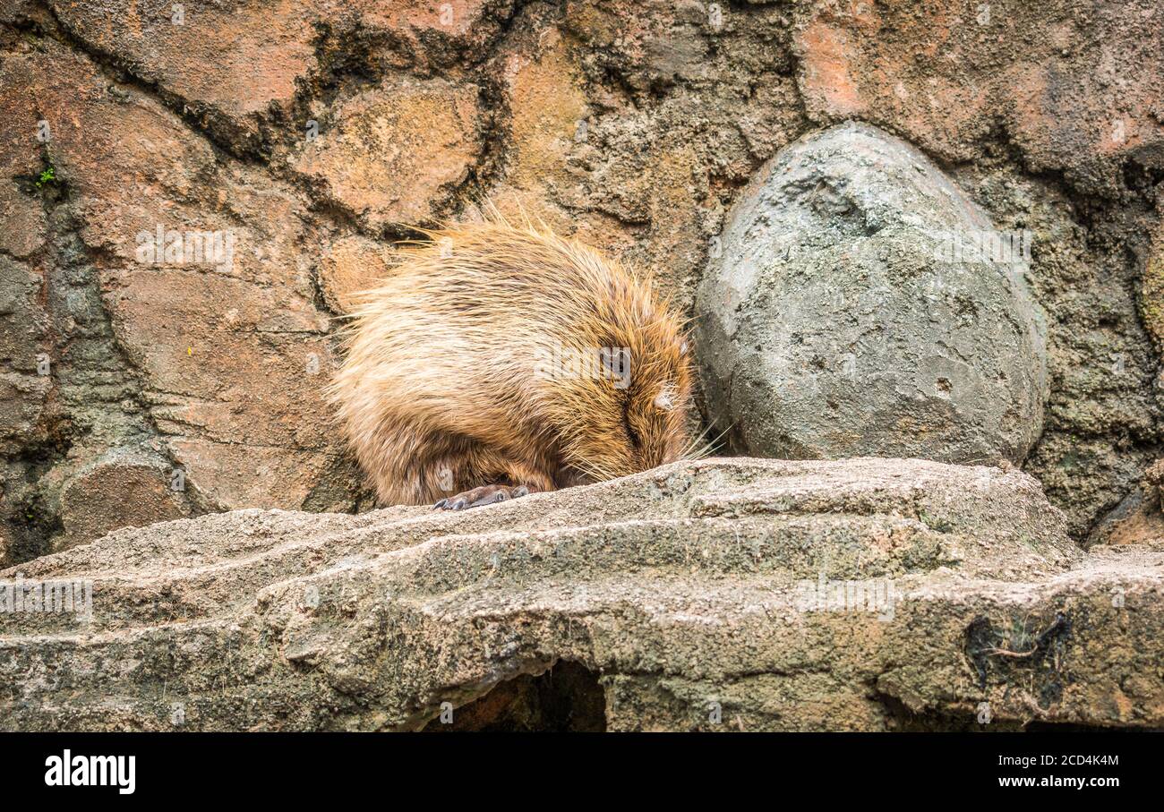 Giant rat hi-res stock photography and images - Alamy