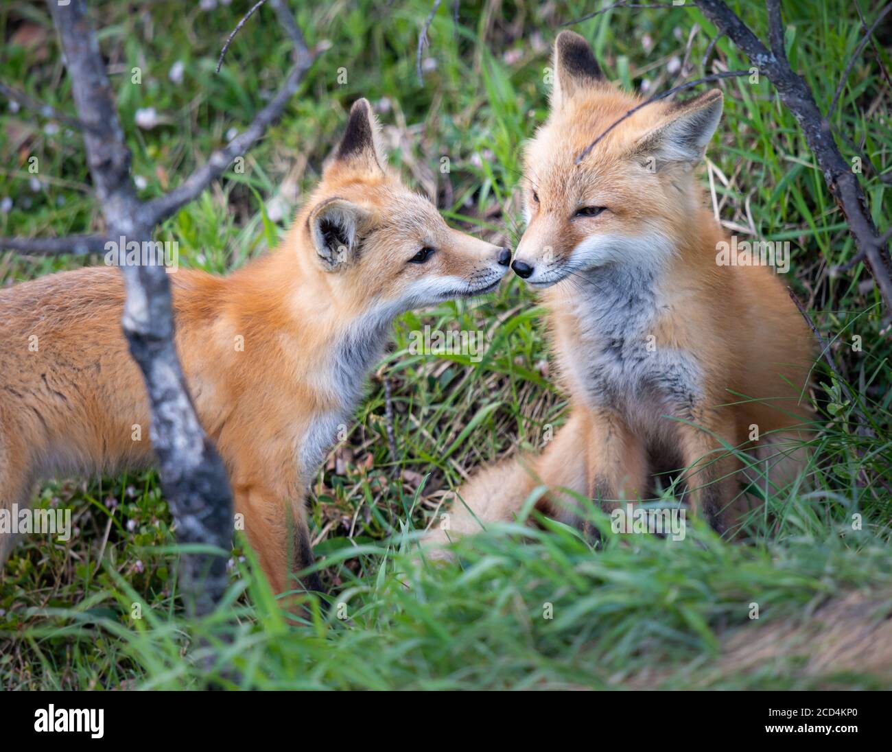 Red fox kits in the Canadian wilderness Stock Photo - Alamy