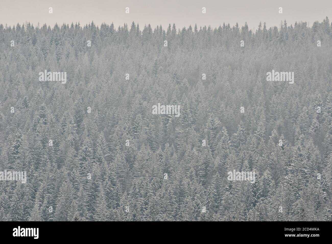 Snow-covered tops of firs. Thick coniferous forest. Winter landscape Stock Photo - Alamy