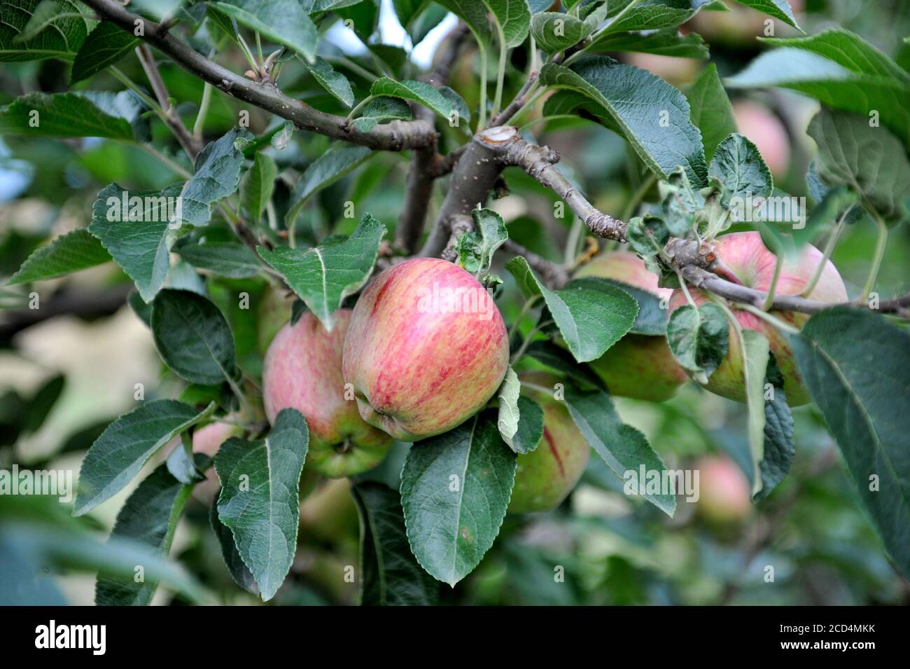Apple orchard with ripe apples on the trees ready for harvesting Stock ...