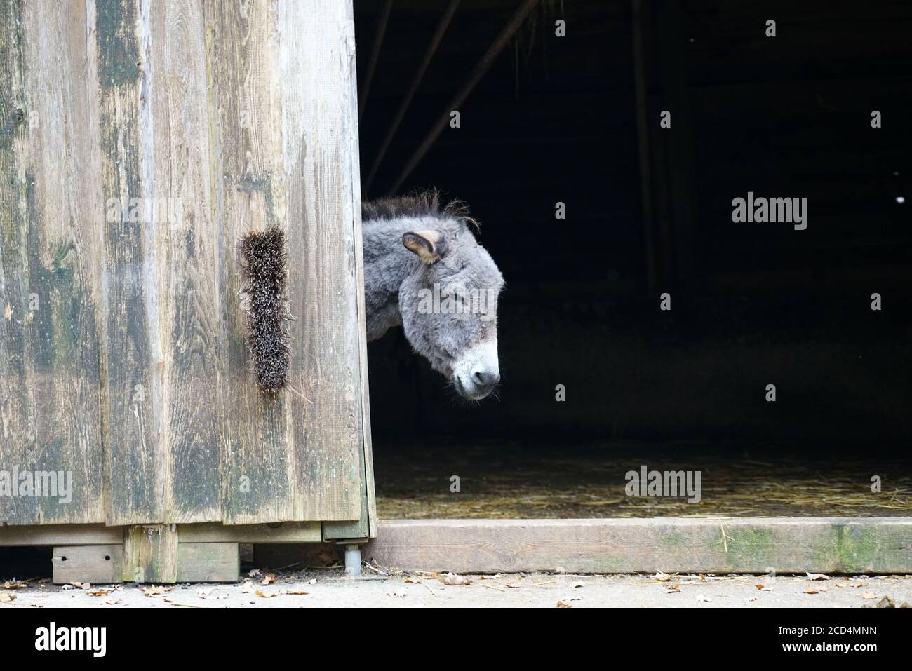 Gray donkey in the farm during the daytiime Stock Photo - Alamy