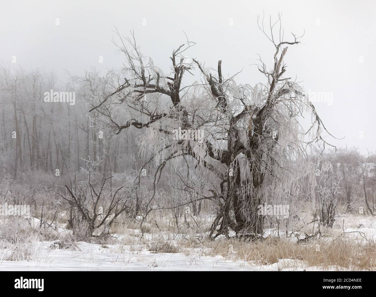Winter willow tree hi-res stock photography and images - Alamy
