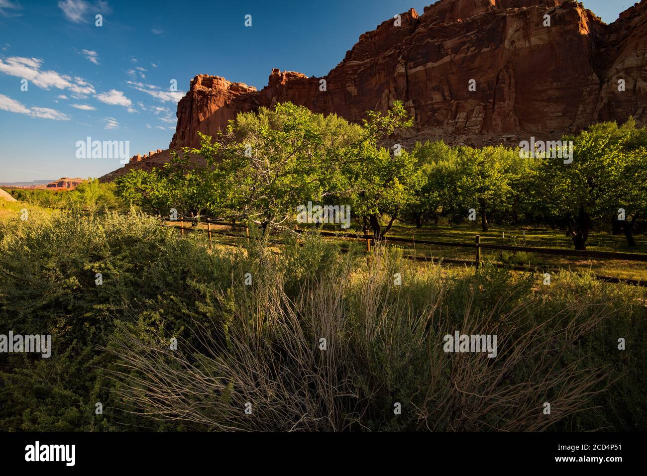 Fruit orchards and red rock mesa background in Capitol Reef National ...