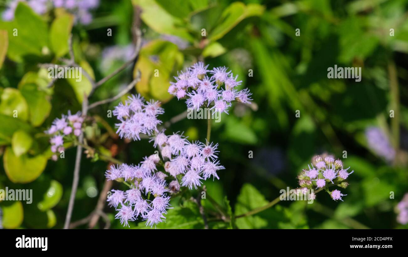 Pygmy Flower High Resolution Stock Photography and Images - Alamy