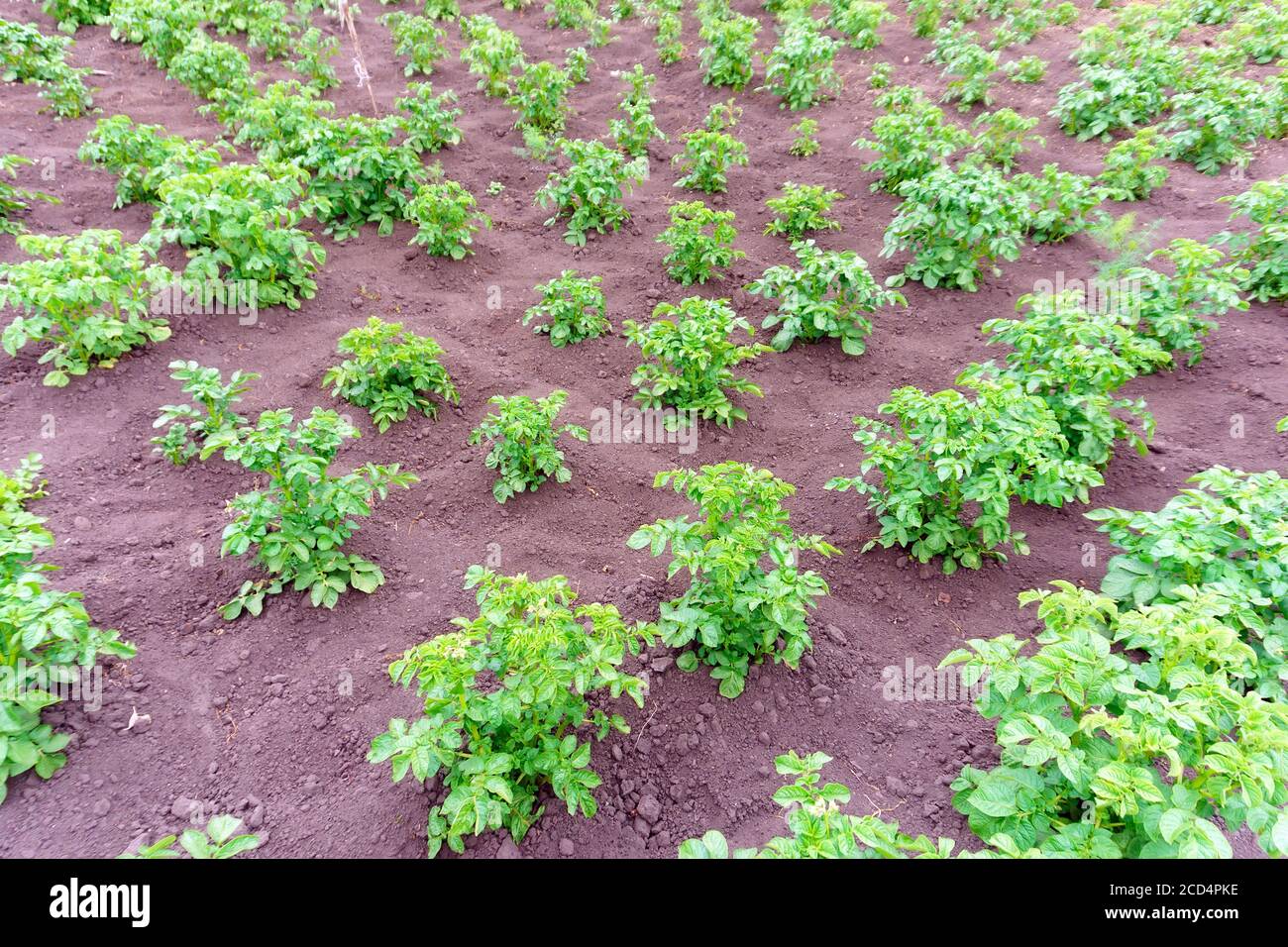 Potato plantations hi-res stock photography and images - Alamy